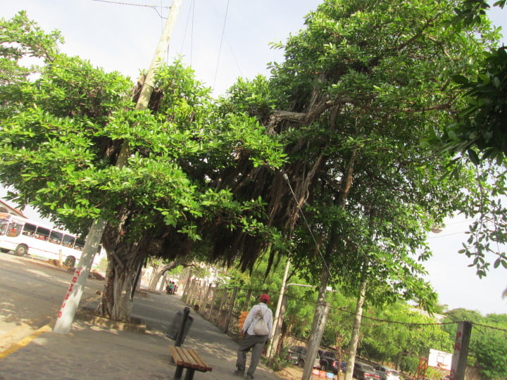 Alcaldia manda podar arboles de chilamate por protección ante lluvias y ...